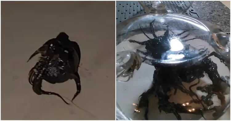 Igualito a "Venom" de Marvel: supuesto meteorito que cayó en Panamá ...